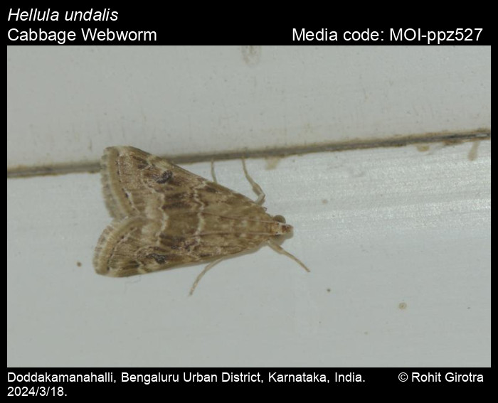 Hellula undalis | Moths